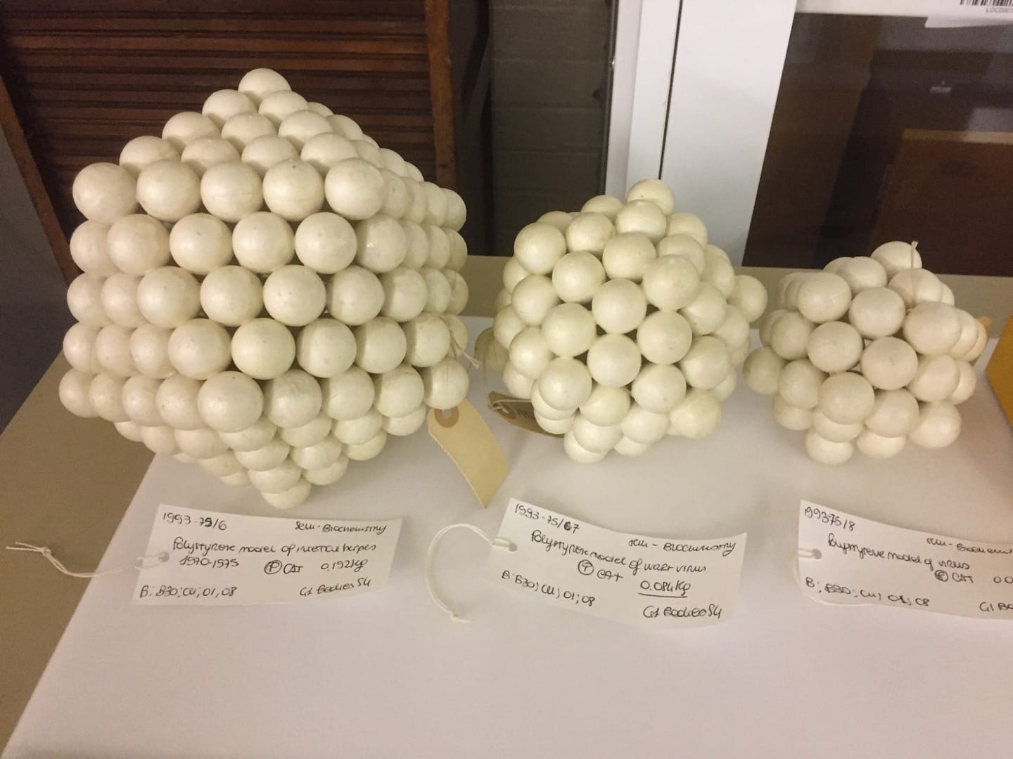 June Almeida: The Woman Who Discovered the First Human Coronavirus But ...