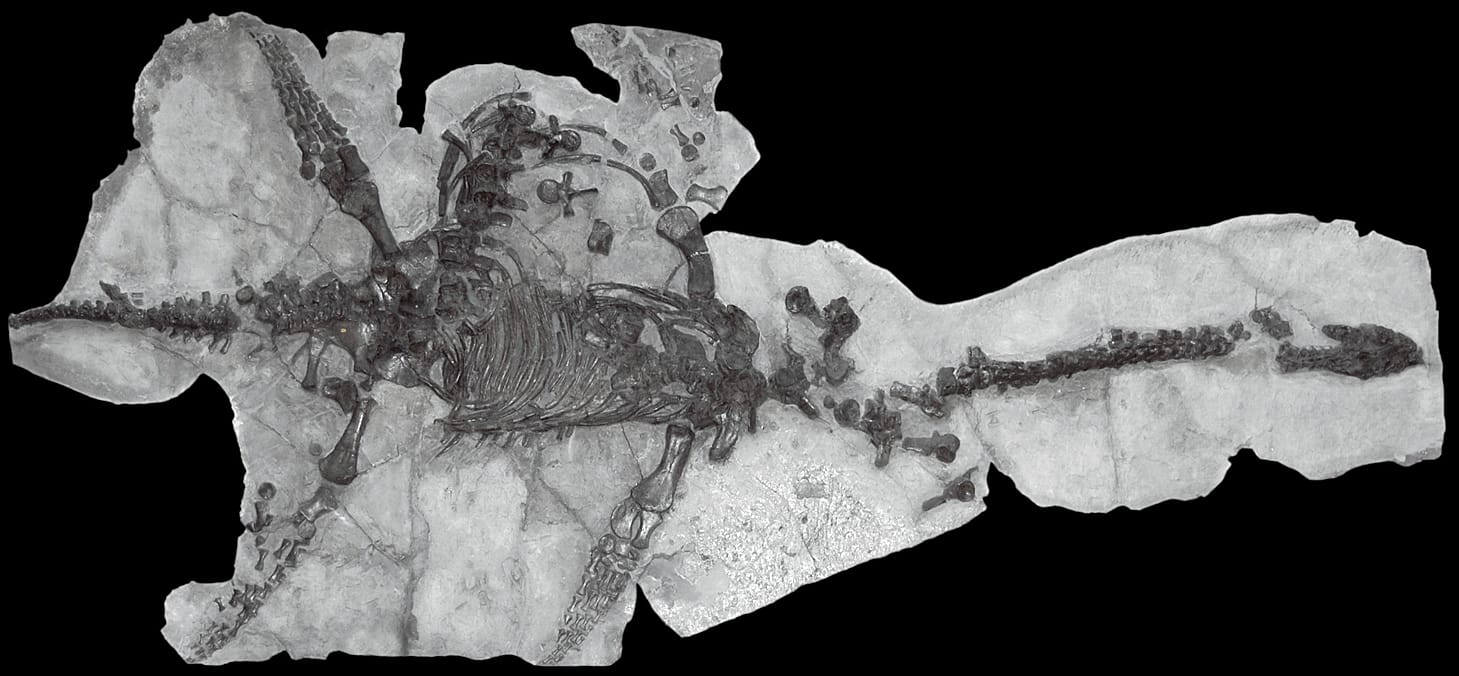 Mary Anning: The Fossil Hunter Who Changed Paleontology on the Jurassic ...